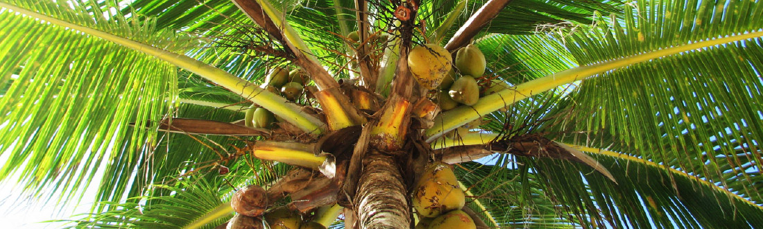 Asean Oleochemical Manufacturers Group - Home